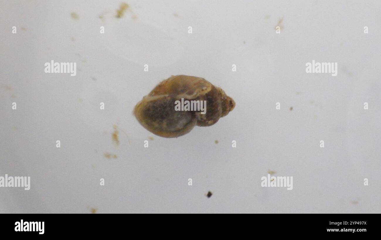 Pond and Melantho Snails (Lymnaeidae Stock Photo - Alamy