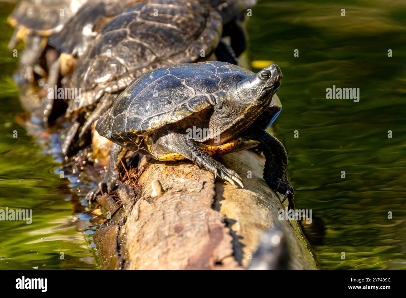 Red eared turtle shell hi-res stock photography and images - Alamy