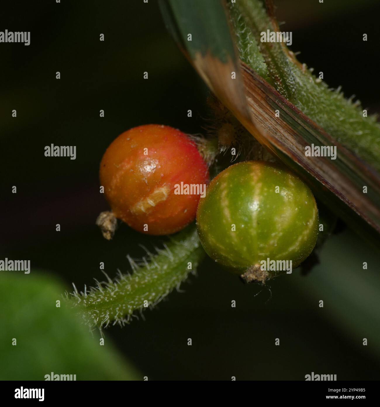 Madras Pea Pumpkin (Cucumis maderaspatanus Stock Photo - Alamy