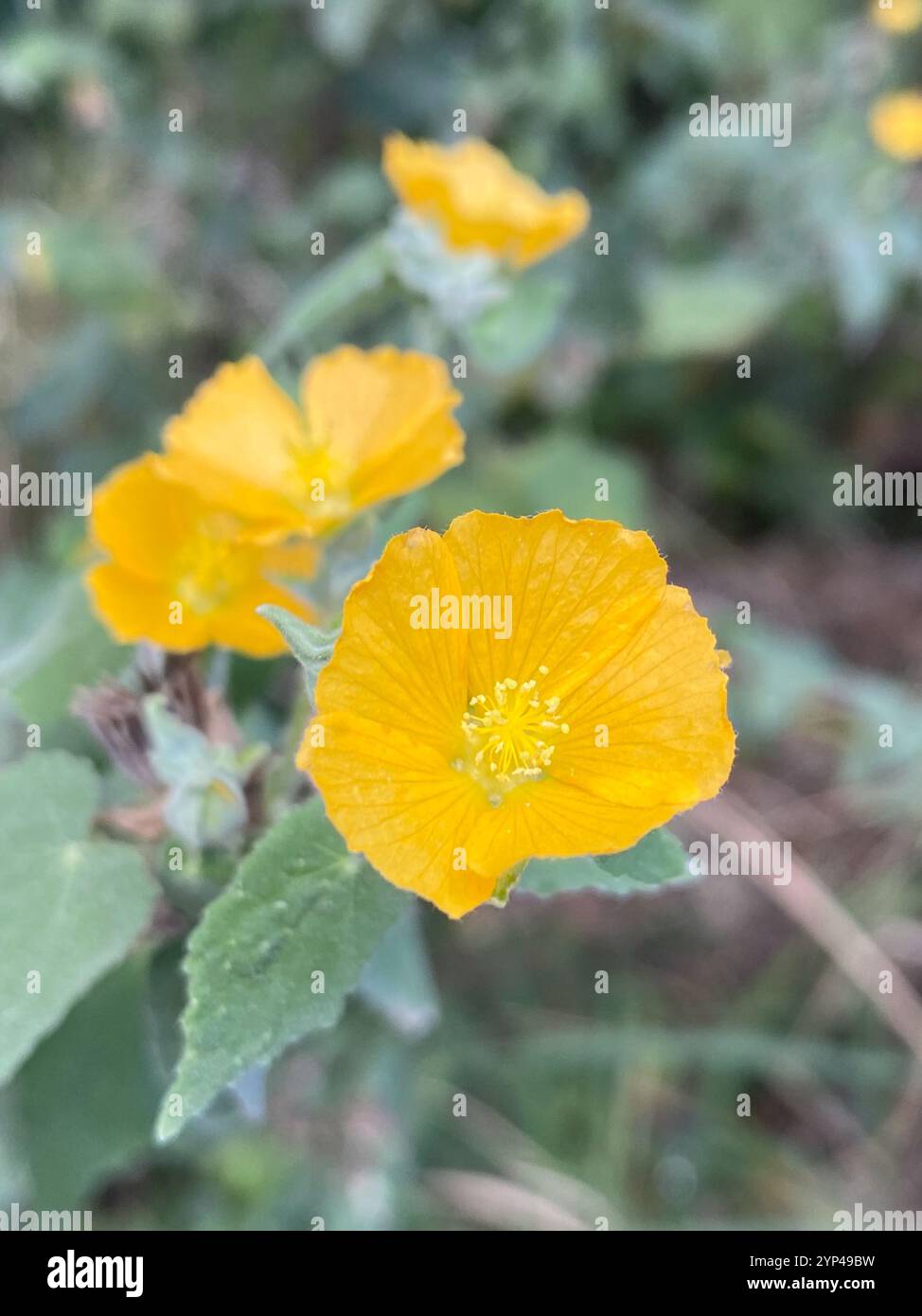 Indian mallows (Abutilon Stock Photo - Alamy