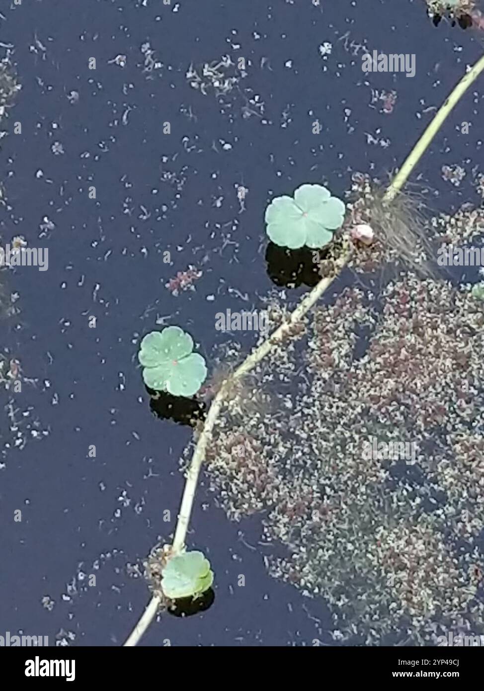 floating marsh pennywort (Hydrocotyle ranunculoides Stock Photo - Alamy