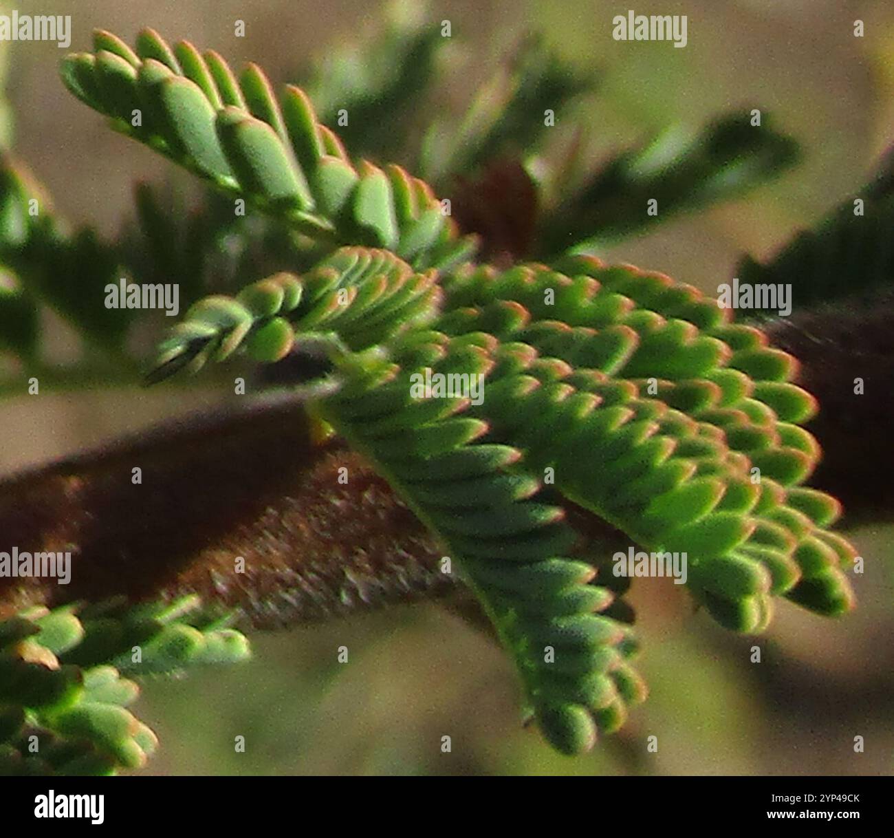 Acacias, Mimosas, mesquites, and allies (Mimosoideae Stock Photo - Alamy