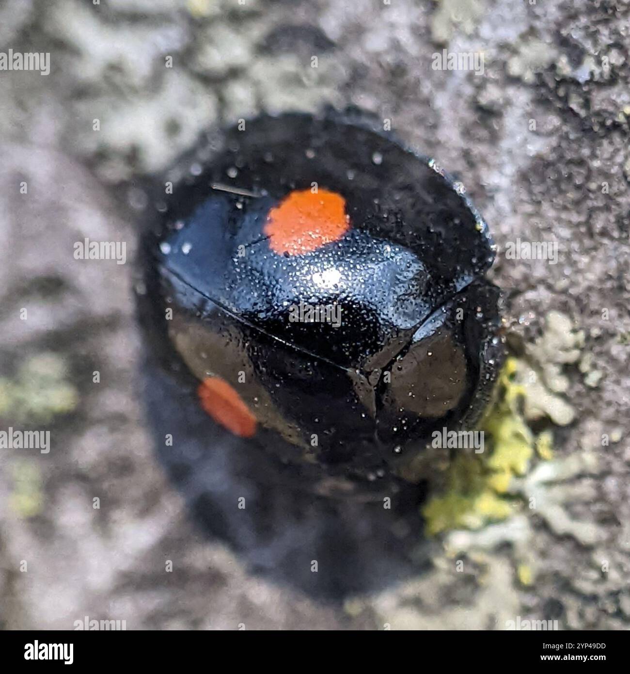 Twice-stabbed Lady Beetle (Chilocorus stigma Stock Photo - Alamy