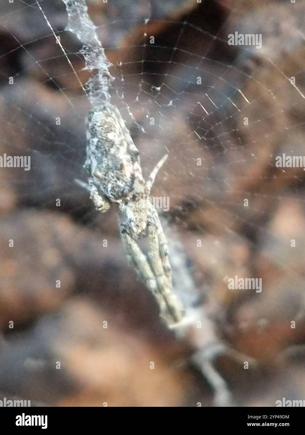 Feather-legged Spiders (Uloborus Stock Photo - Alamy