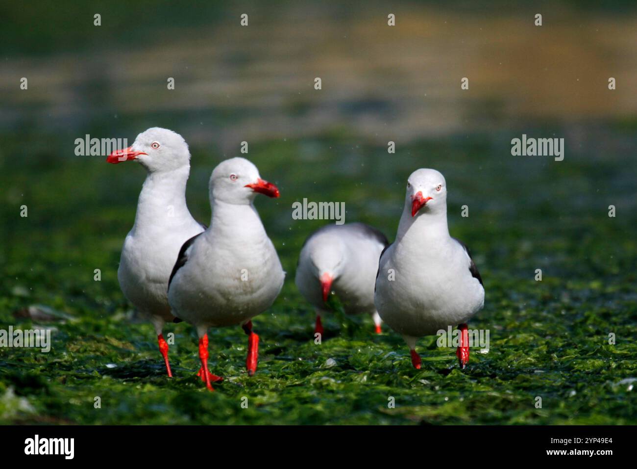 Dolphin Gull (Leucophaeus scoresbii Stock Photo - Alamy