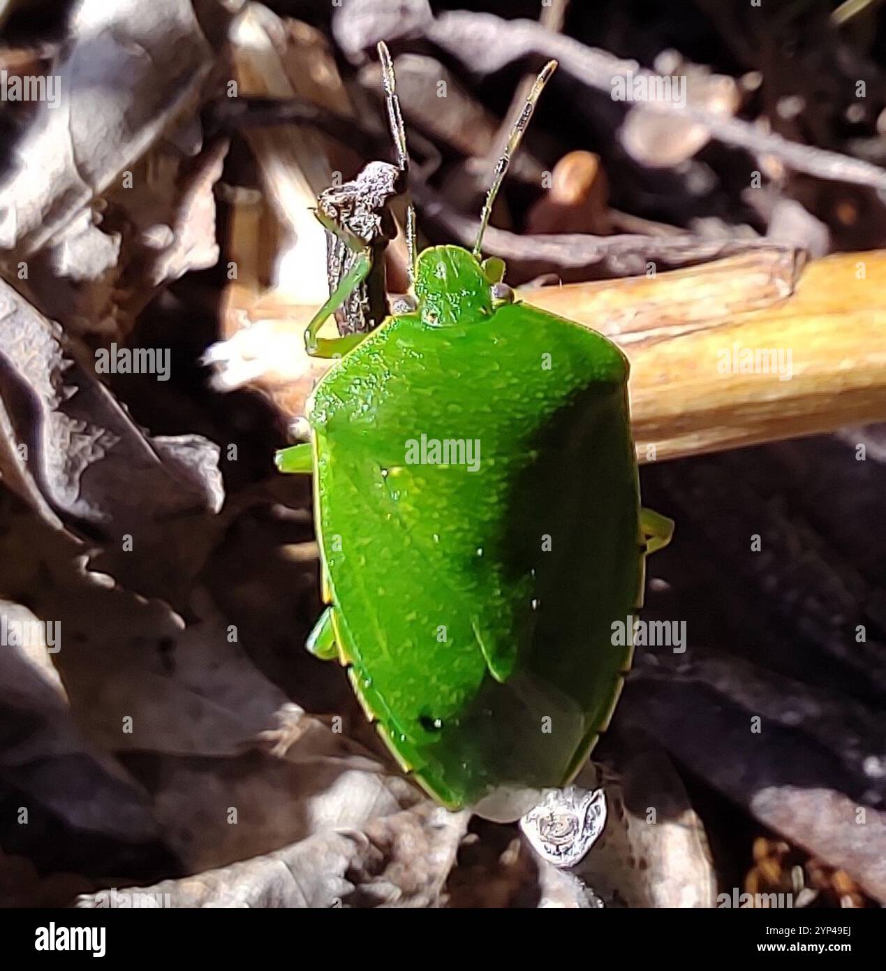 Green Stink Bug (Chinavia hilaris Stock Photo - Alamy