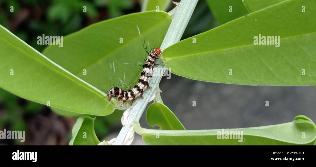 Ornate Bella Moth (Utetheisa ornatrix Stock Photo - Alamy