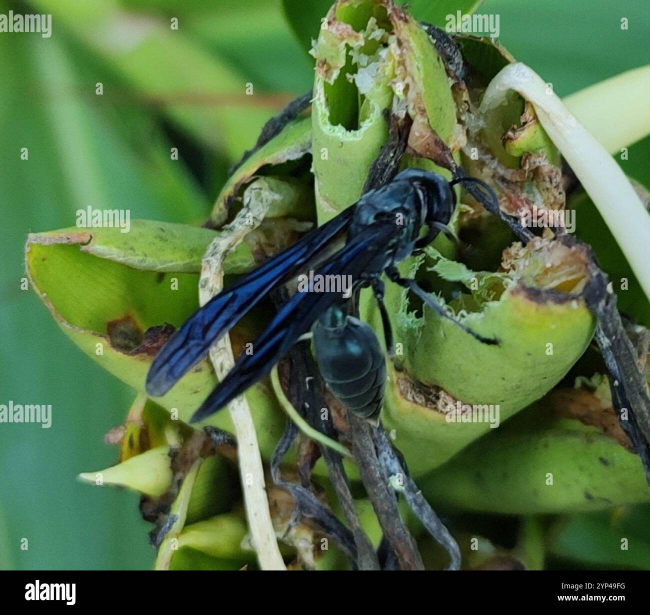Synoeca cyanea hi-res stock photography and images - Alamy
