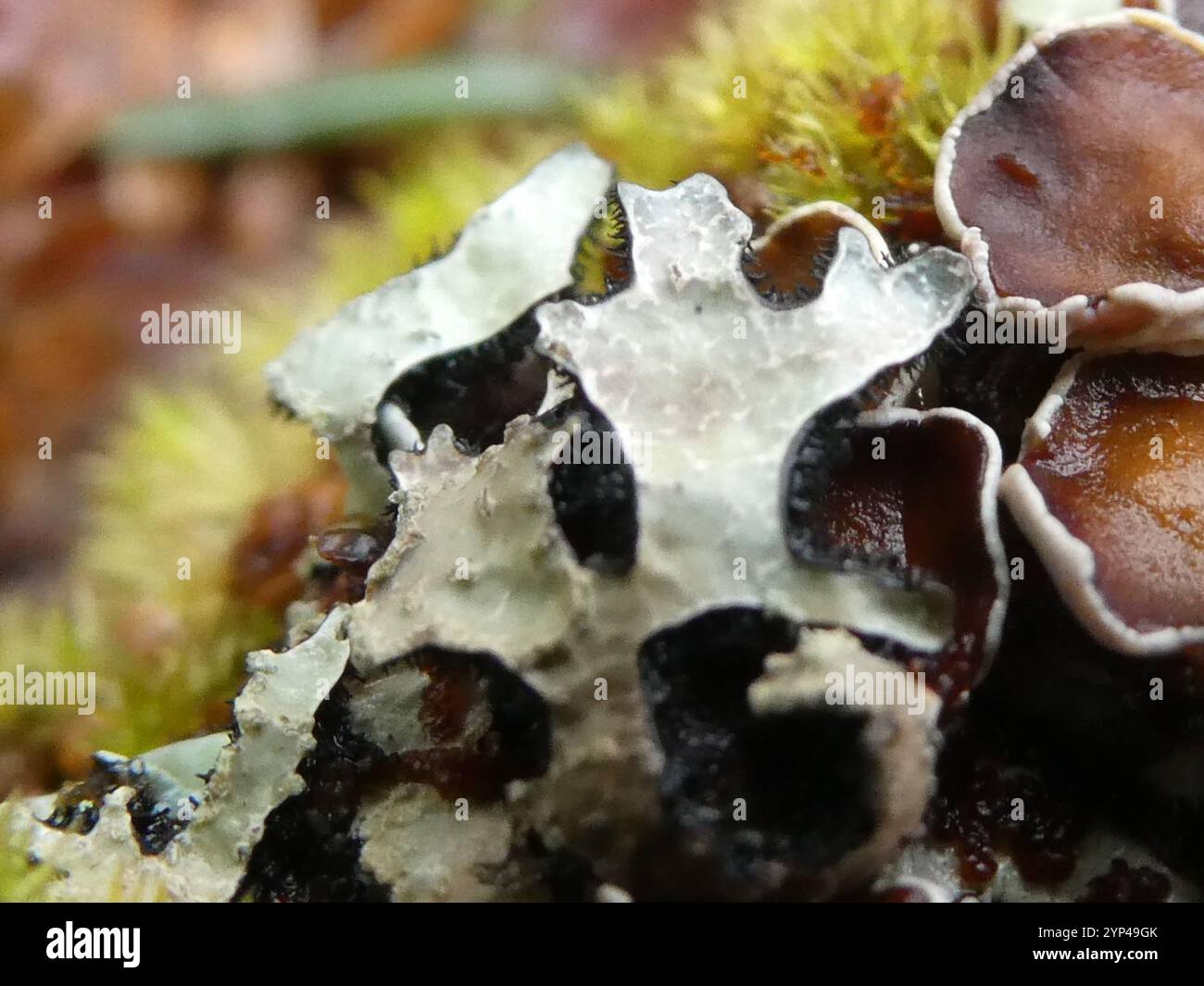 common lichens (Lecanoromycetes Stock Photo - Alamy