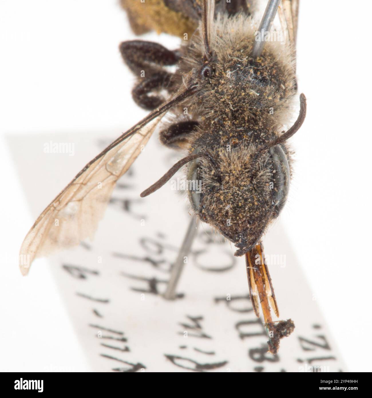 Silver-fronted Small-Mason (Hoplitis albifrons argentifrons Stock Photo ...