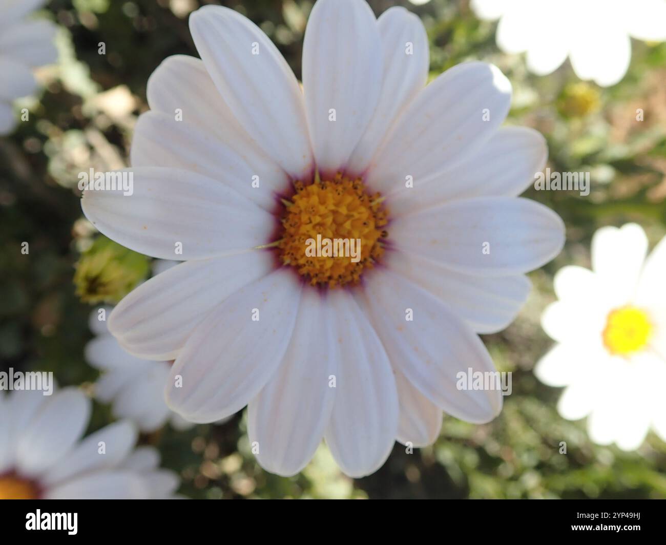 Sticky Rain Daisy (Dimorphotheca cuneata Stock Photo - Alamy