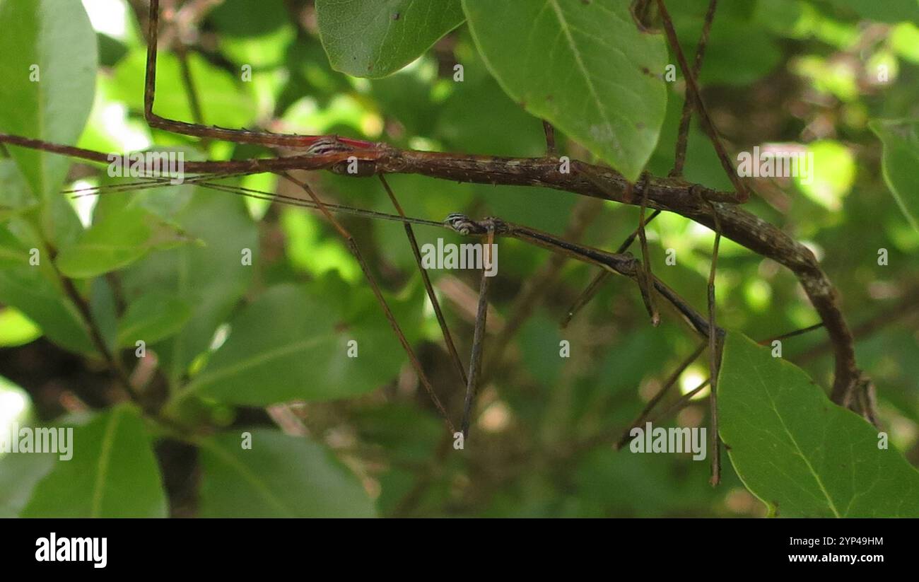 Stick Insects (Phasmida Stock Photo - Alamy