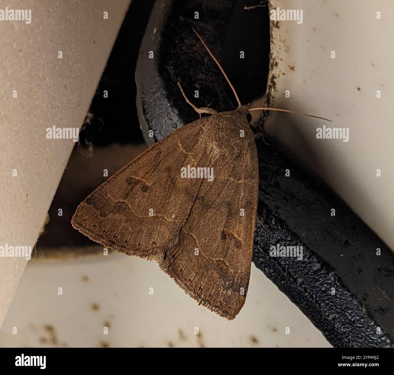 Common Oak Moth (Phoberia atomaris Stock Photo - Alamy