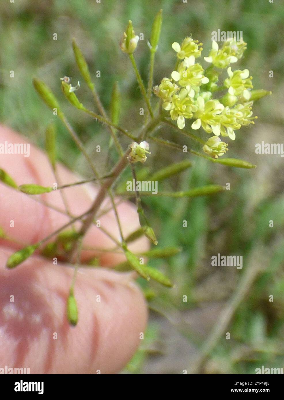 Western Tansymustard (Descurainia pinnata Stock Photo - Alamy
