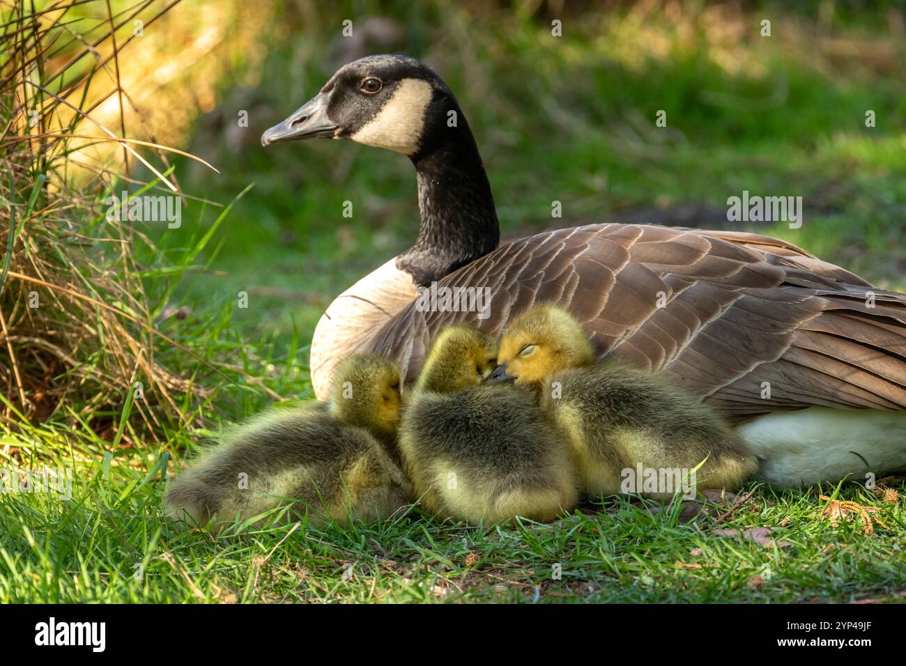 Canadian goose and young hi-res stock photography and images - Alamy