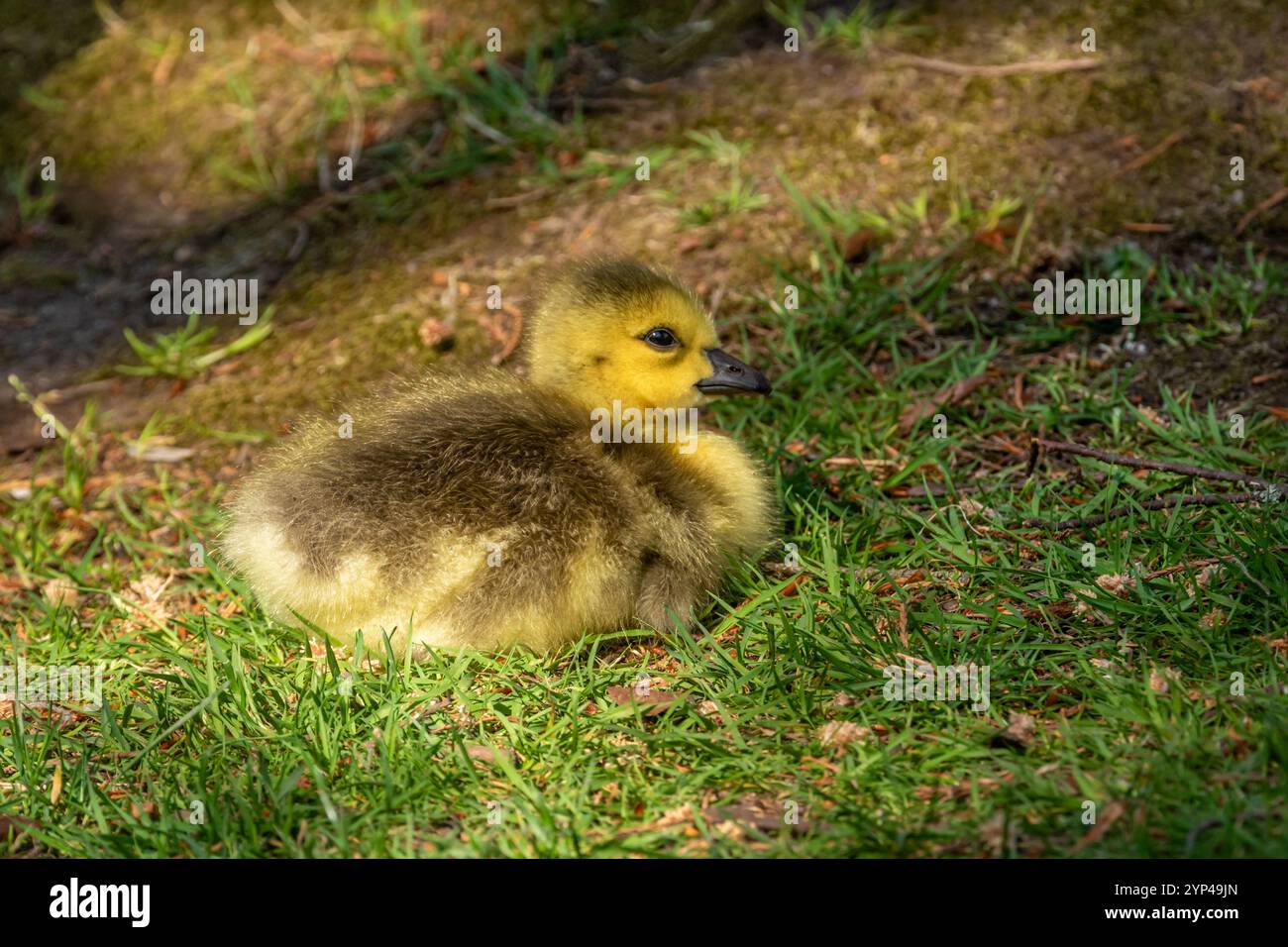 Single Canadian Goose Gosling Sitting on Grass Stock Photo - Alamy