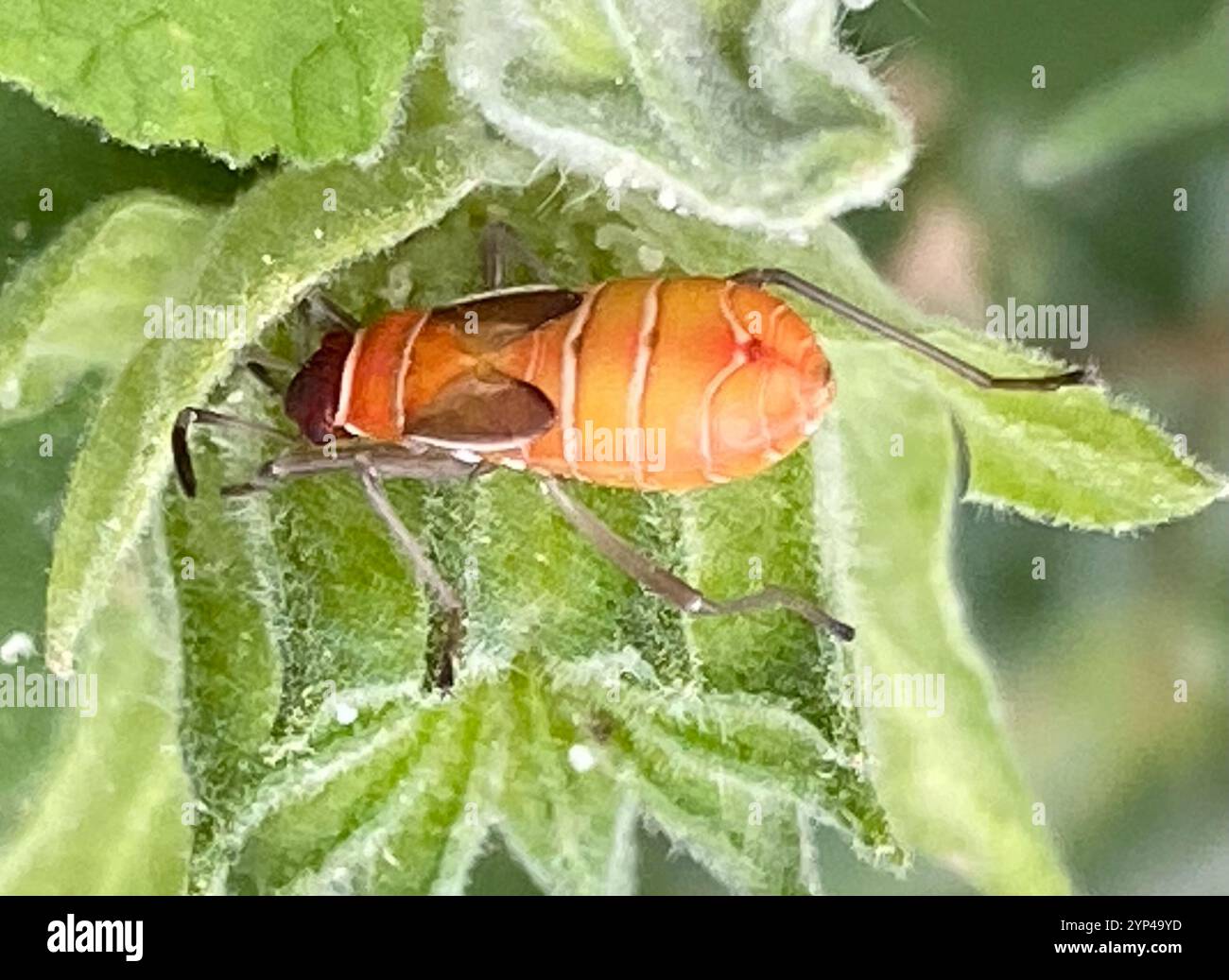 Cotton Stainer Bugs (Dysdercus Stock Photo - Alamy