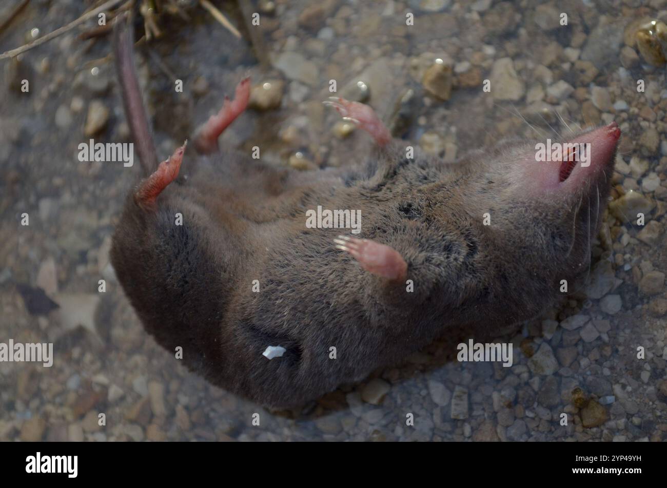 Northern Short-tailed Shrew (Blarina brevicauda Stock Photo - Alamy