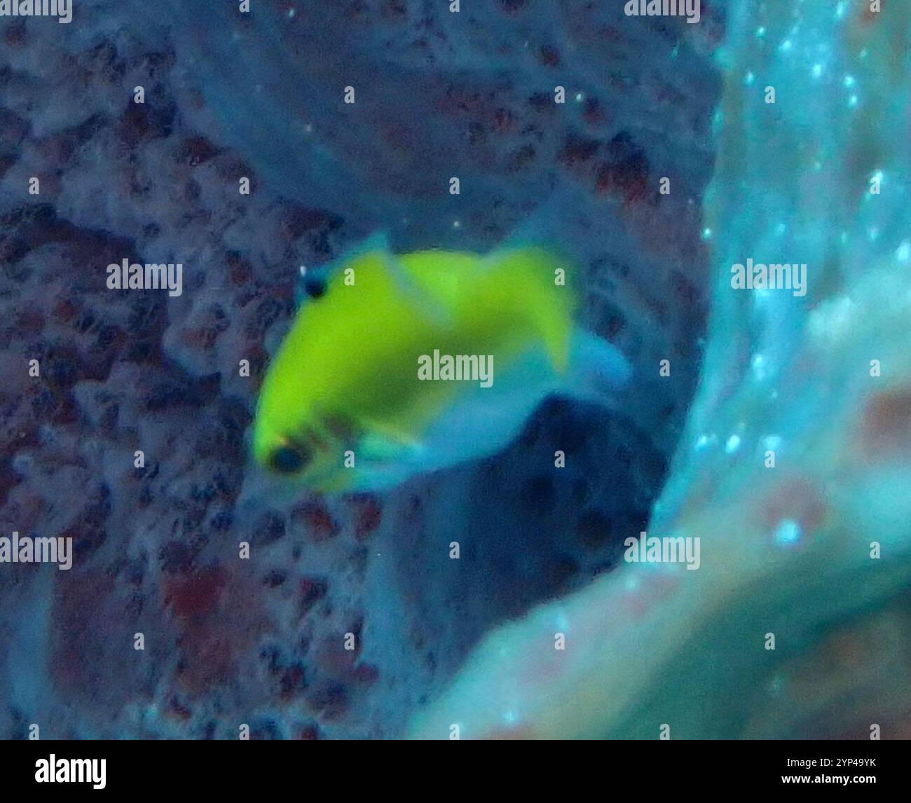 Caribbean Bluehead Wrasse (Thalassoma bifasciatum Stock Photo - Alamy