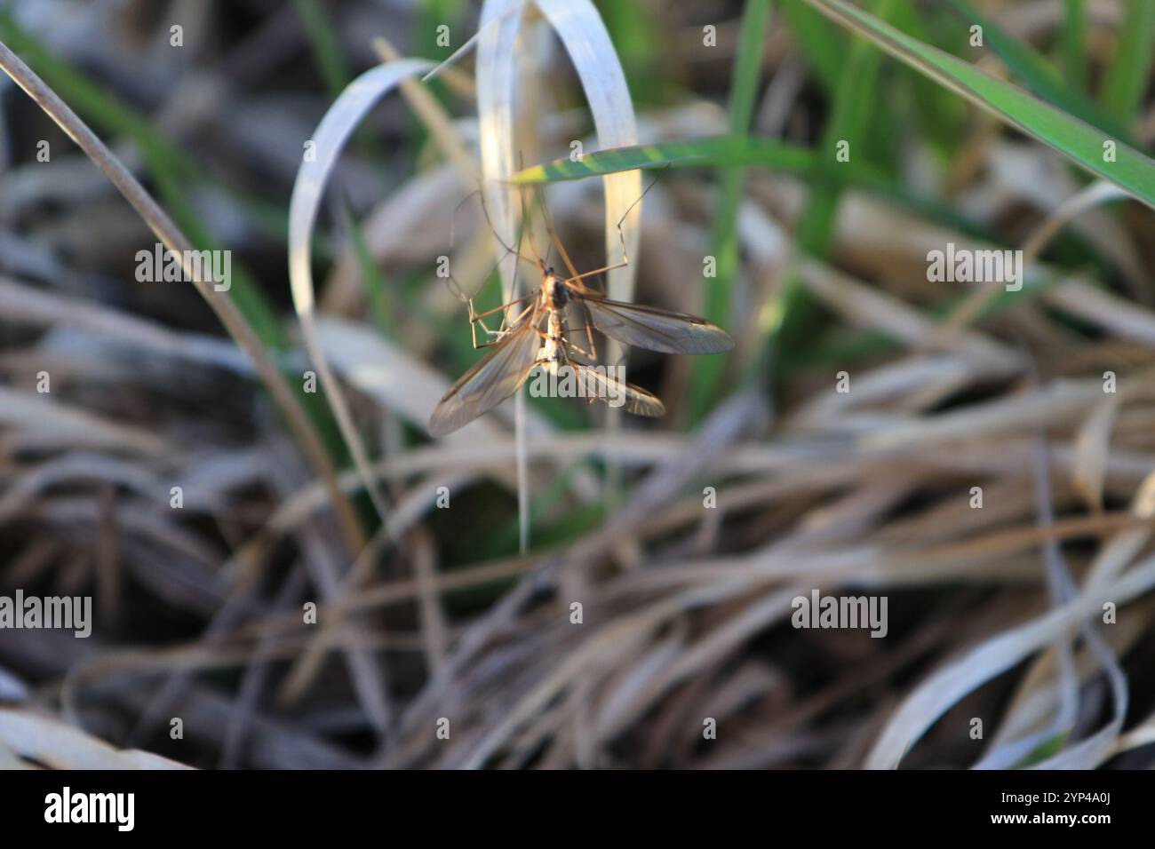 Common Crane Flies (Tipula Stock Photo - Alamy