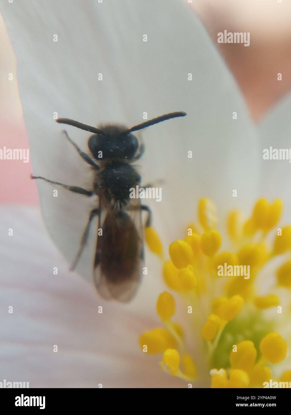 Mining Bees (Andrena Stock Photo - Alamy