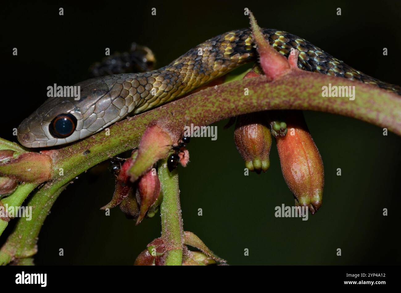 Emerald Green Snake (Philothamnus heterodermus Stock Photo - Alamy