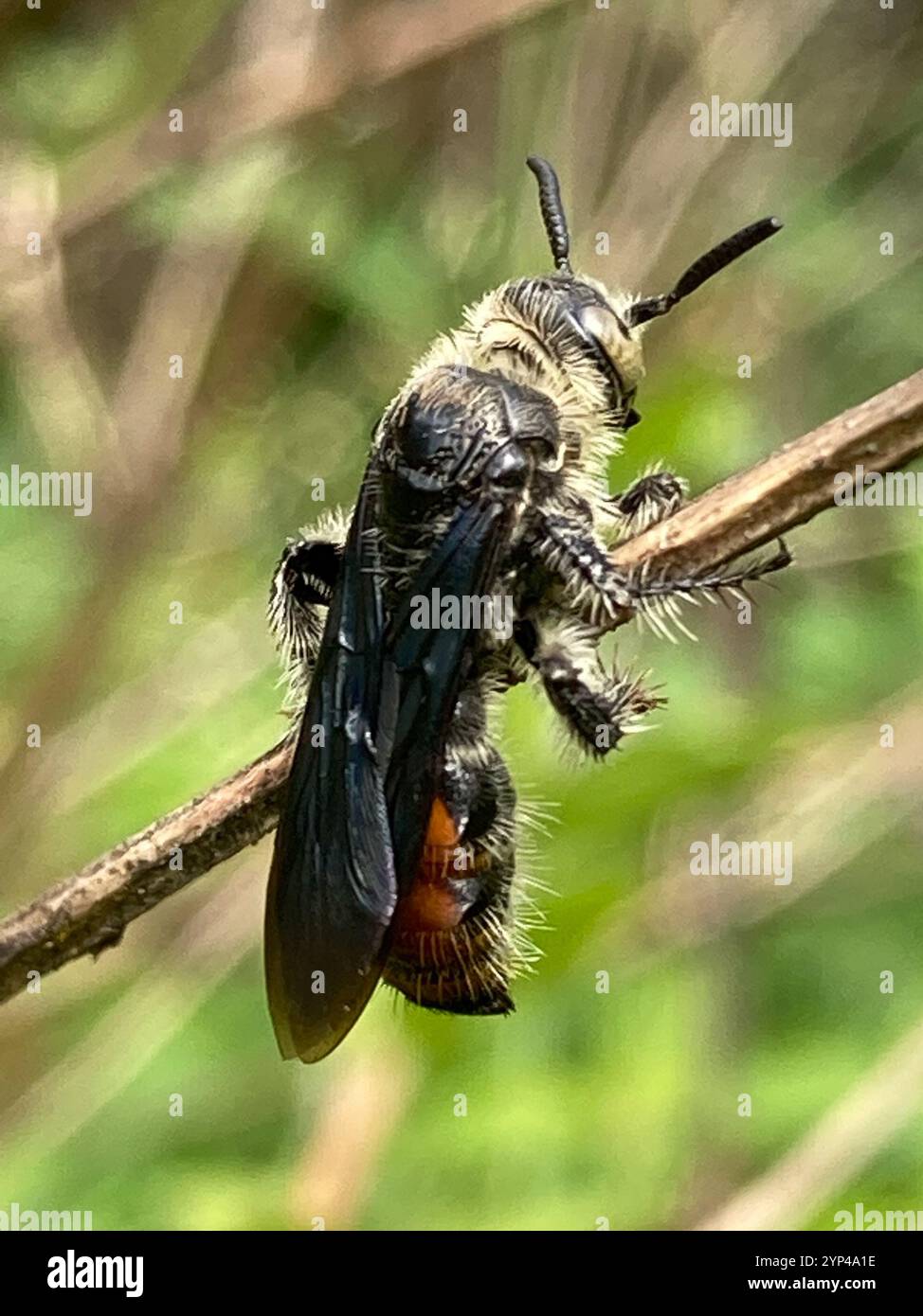 Caribbean scoliid wasp (Dielis dorsata Stock Photo - Alamy