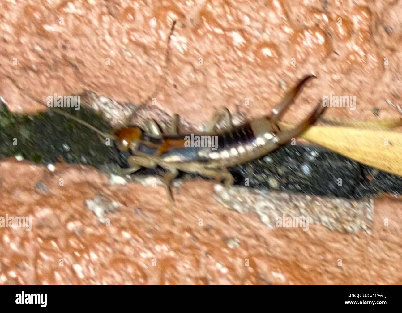 Shore Earwig (Labidura riparia Stock Photo - Alamy