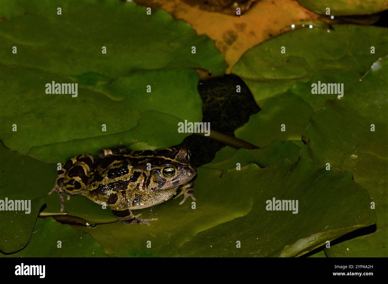 Western Leopard Toad (Sclerophrys pantherina Stock Photo - Alamy