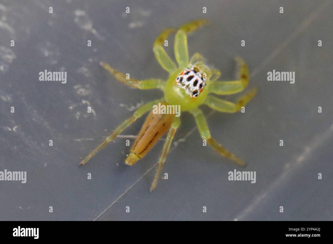 Green Jumping Spider (Mopsus mormon Stock Photo - Alamy