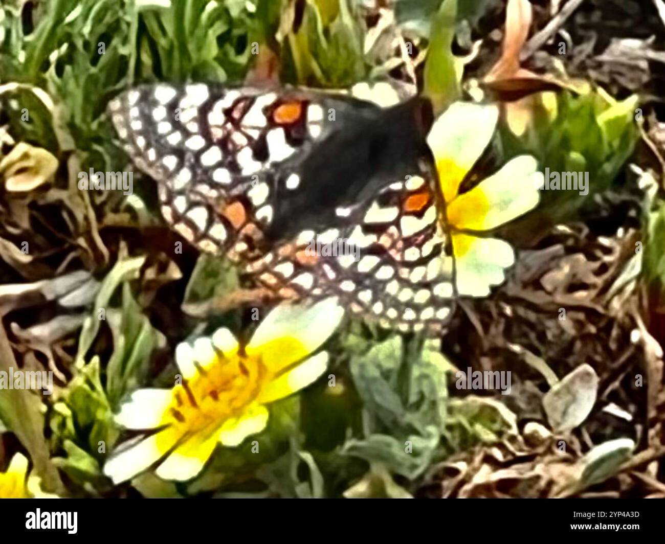 Euphydryas editha hi-res stock photography and images - Alamy