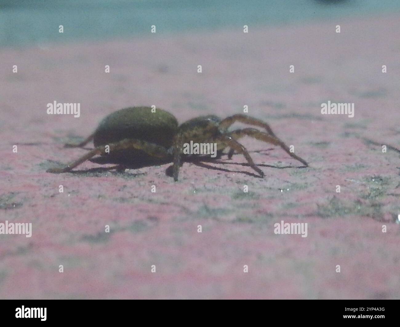 Bear Spiders (Arctosa Stock Photo - Alamy