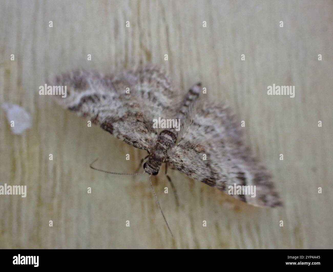 Double-striped Pug (Gymnoscelis rufifasciata Stock Photo - Alamy