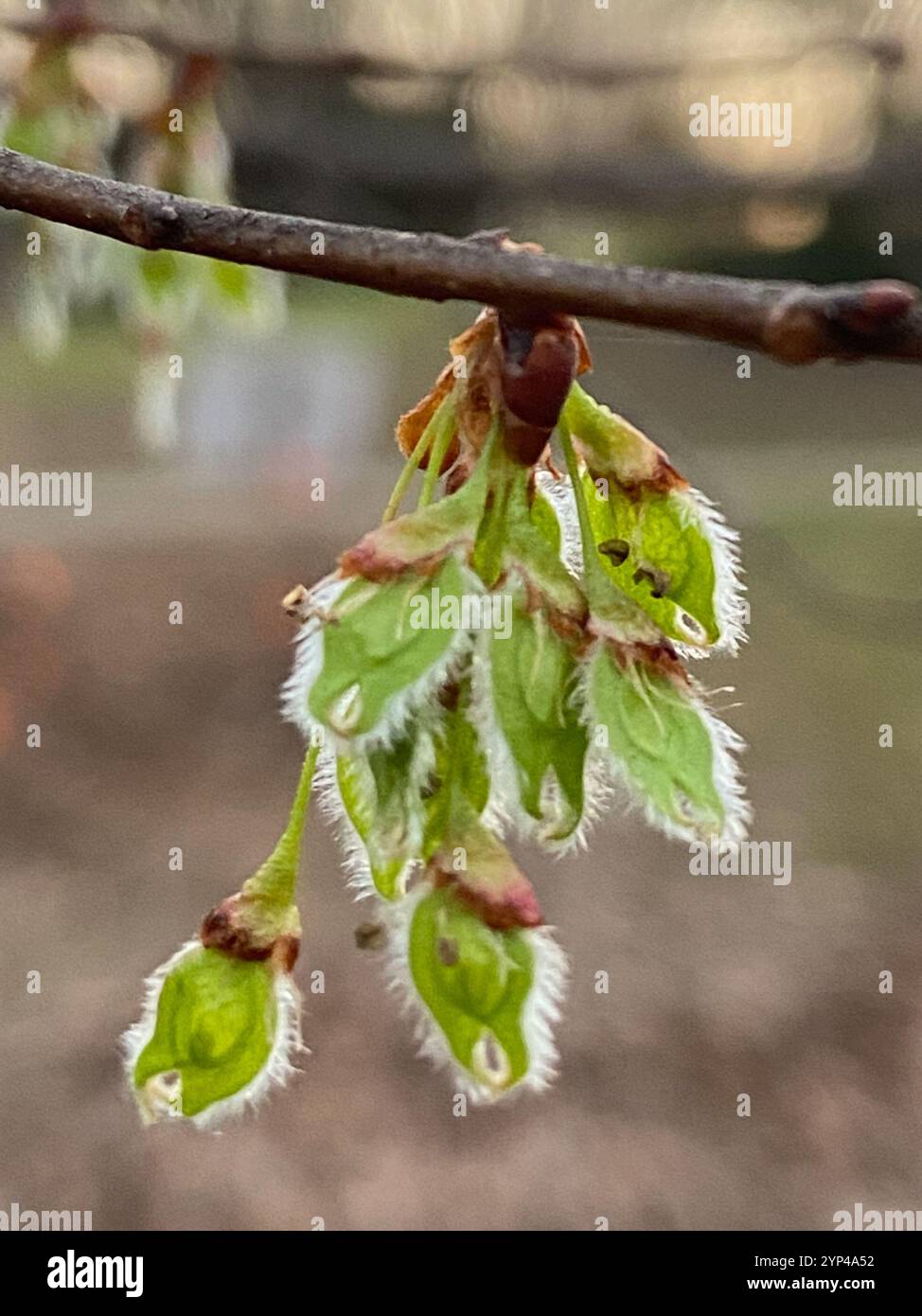 Winged Elm (Ulmus alata Stock Photo - Alamy