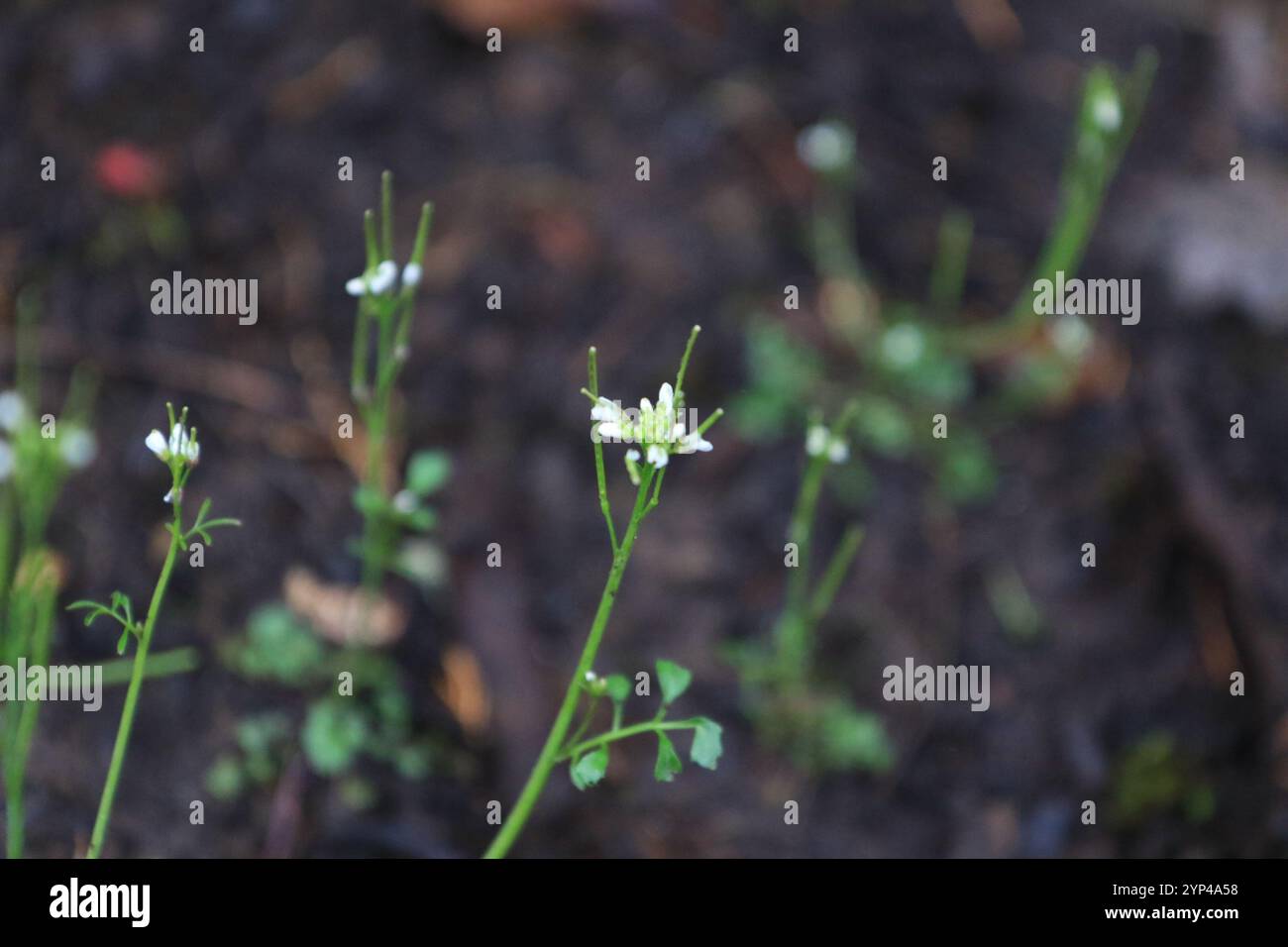 hairy bittercress (Cardamine hirsuta Stock Photo - Alamy