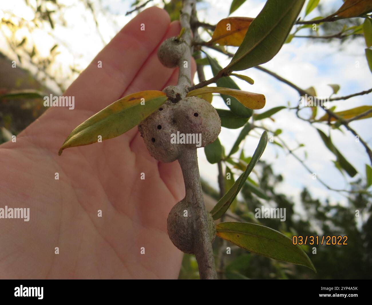 Southern Live Oak Stem Gall Wasp (Callirhytis quercusbatatoides Stock ...