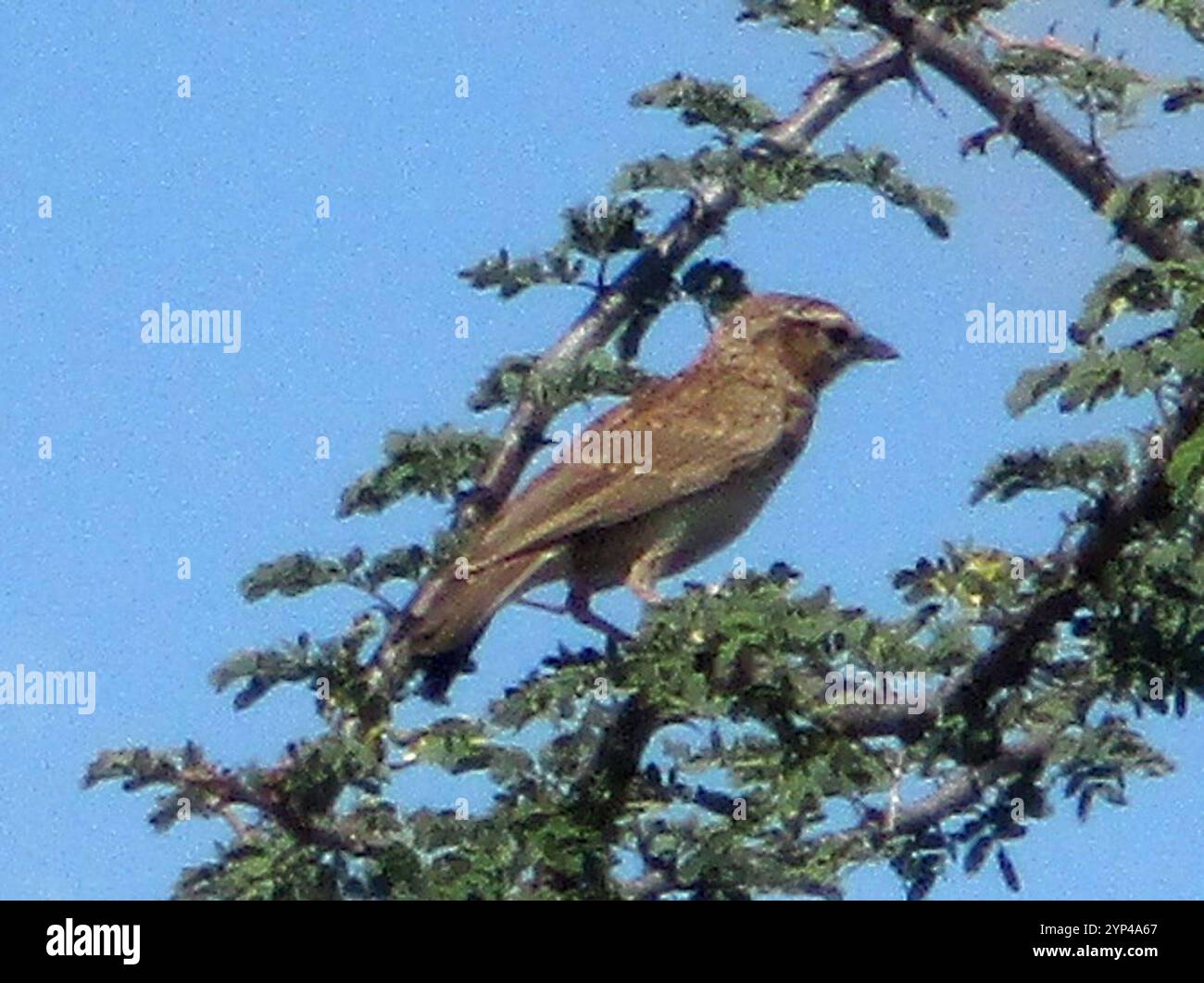 Sabota Lark (Calendulauda sabota Stock Photo - Alamy