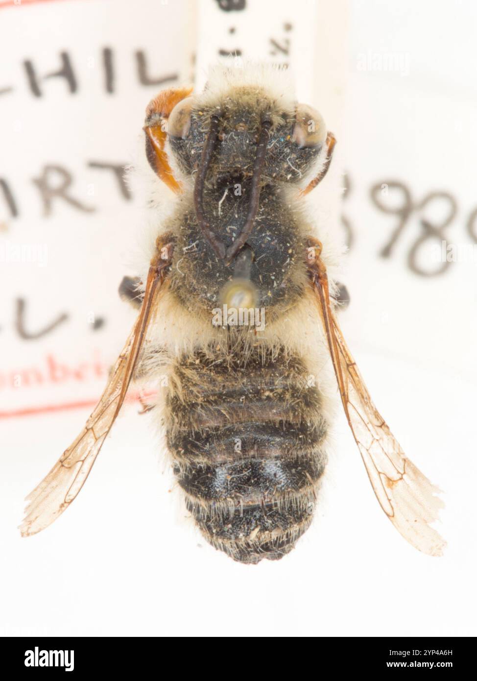 Western Leafcutter Bee (Megachile perihirta Stock Photo - Alamy