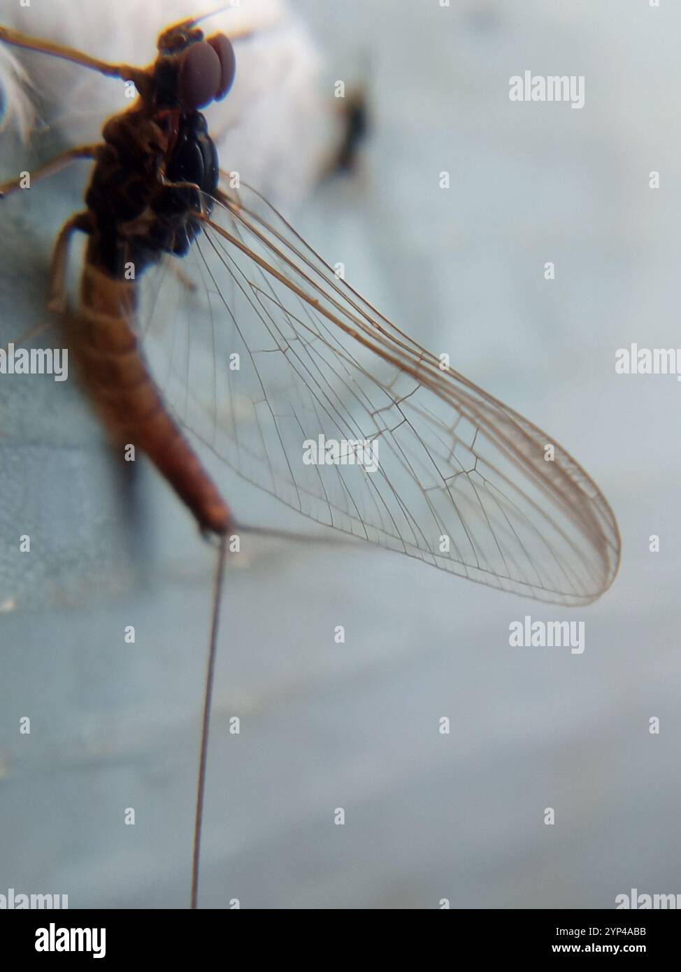Small Mayflies (Baetidae Stock Photo - Alamy