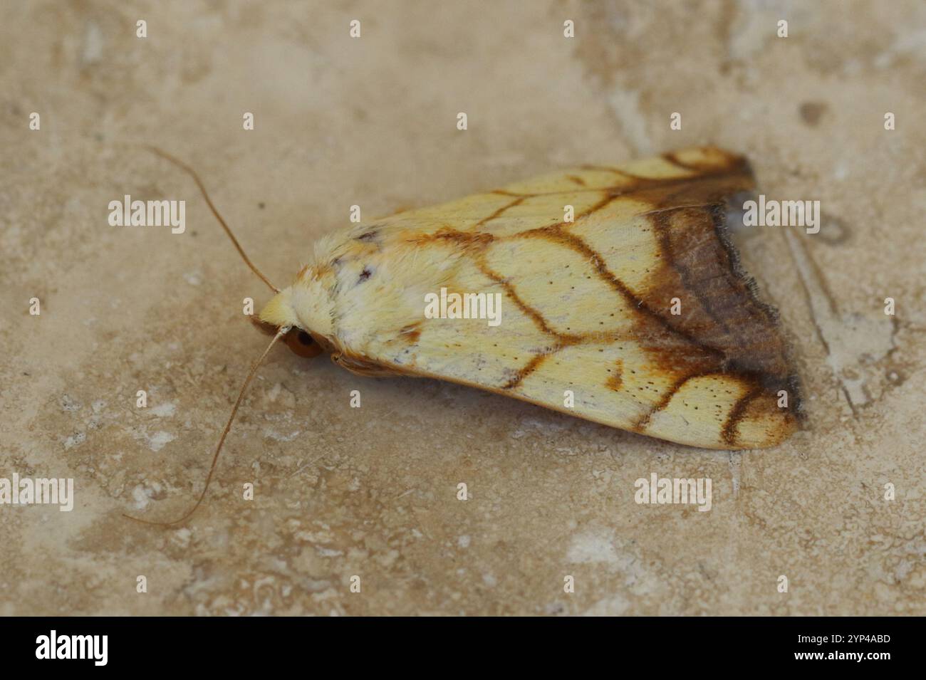 Transverse moth (Xanthodes transversa Stock Photo - Alamy