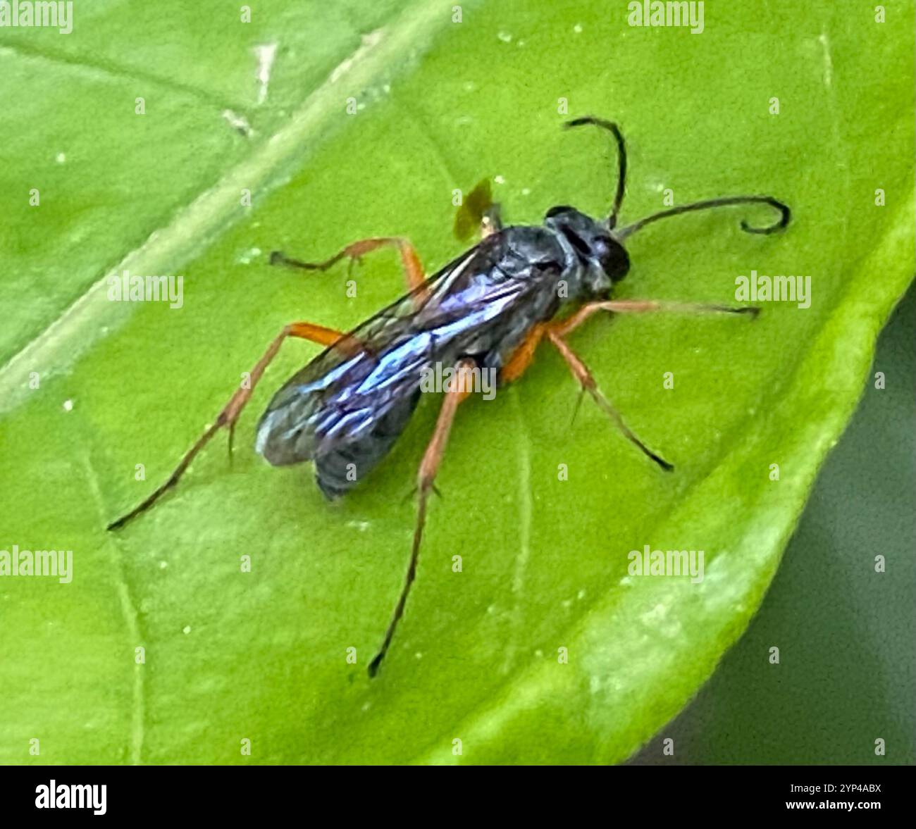 Spider Wasps (Pompilidae Stock Photo - Alamy