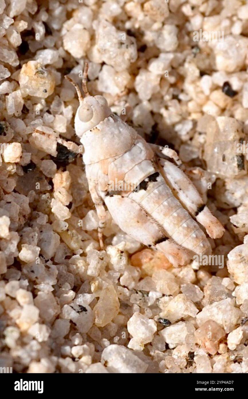 Cream Grasshopper (Cibolacris parviceps Stock Photo - Alamy