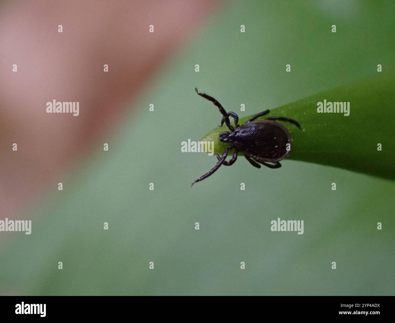 Castor Bean Tick (Ixodes ricinus Stock Photo - Alamy