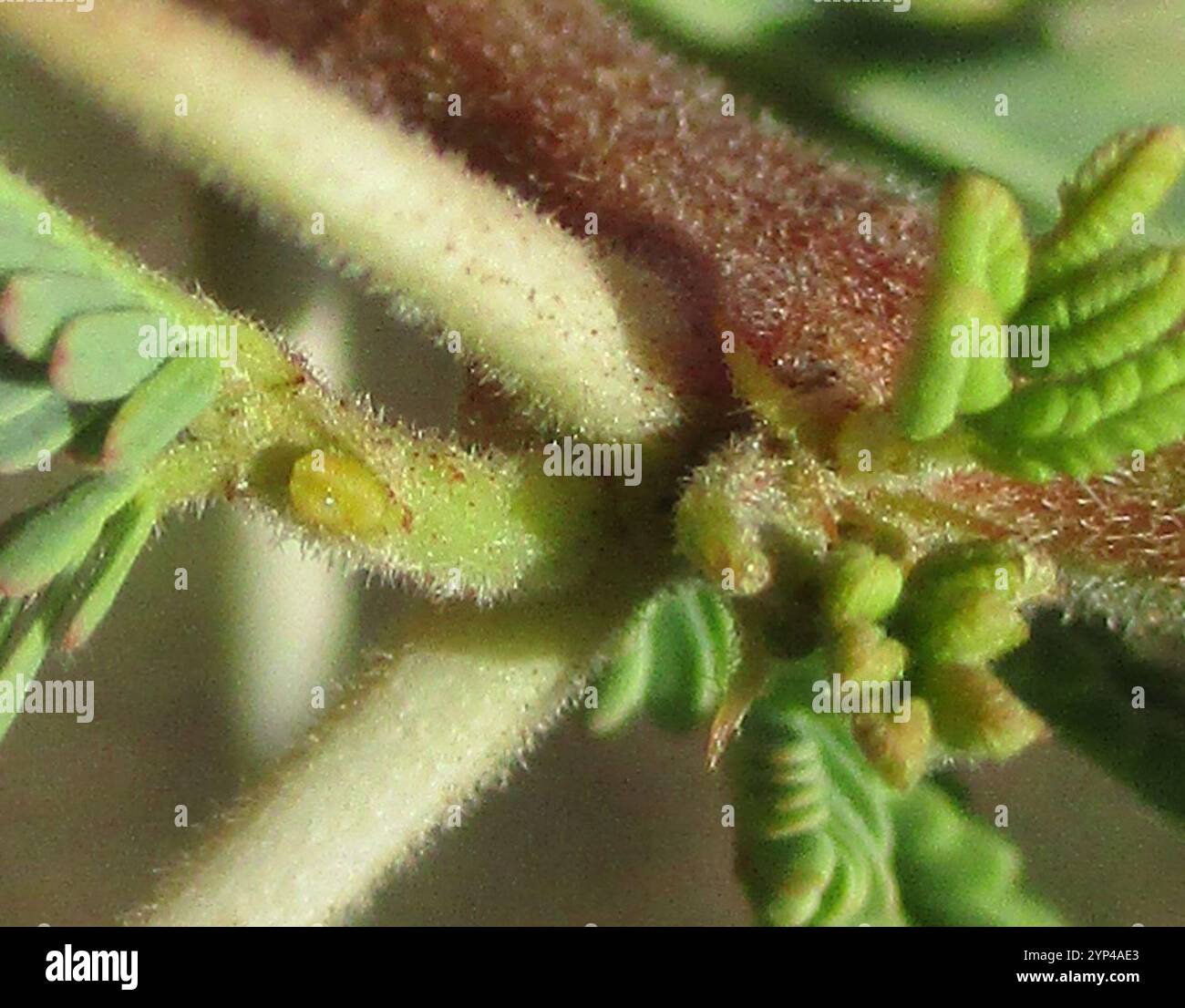 Lappet Moths (Lasiocampidae Stock Photo - Alamy