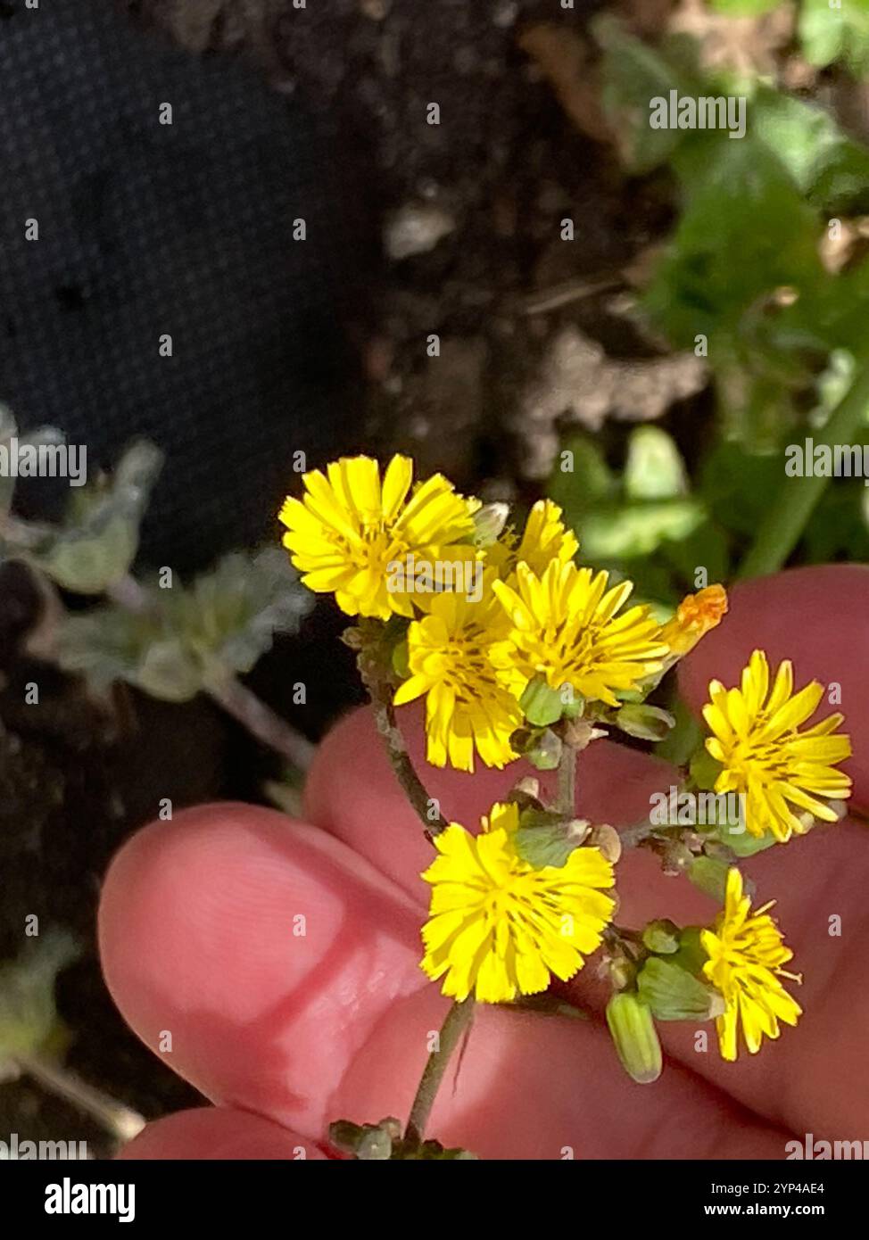 Oriental false hawksbeard (Youngia japonica Stock Photo - Alamy