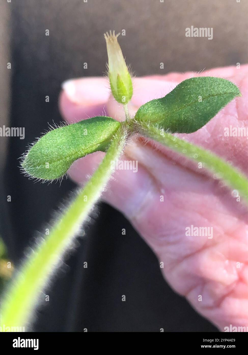 Sticky mouse-ear chickweed (Cerastium glomeratum Stock Photo - Alamy