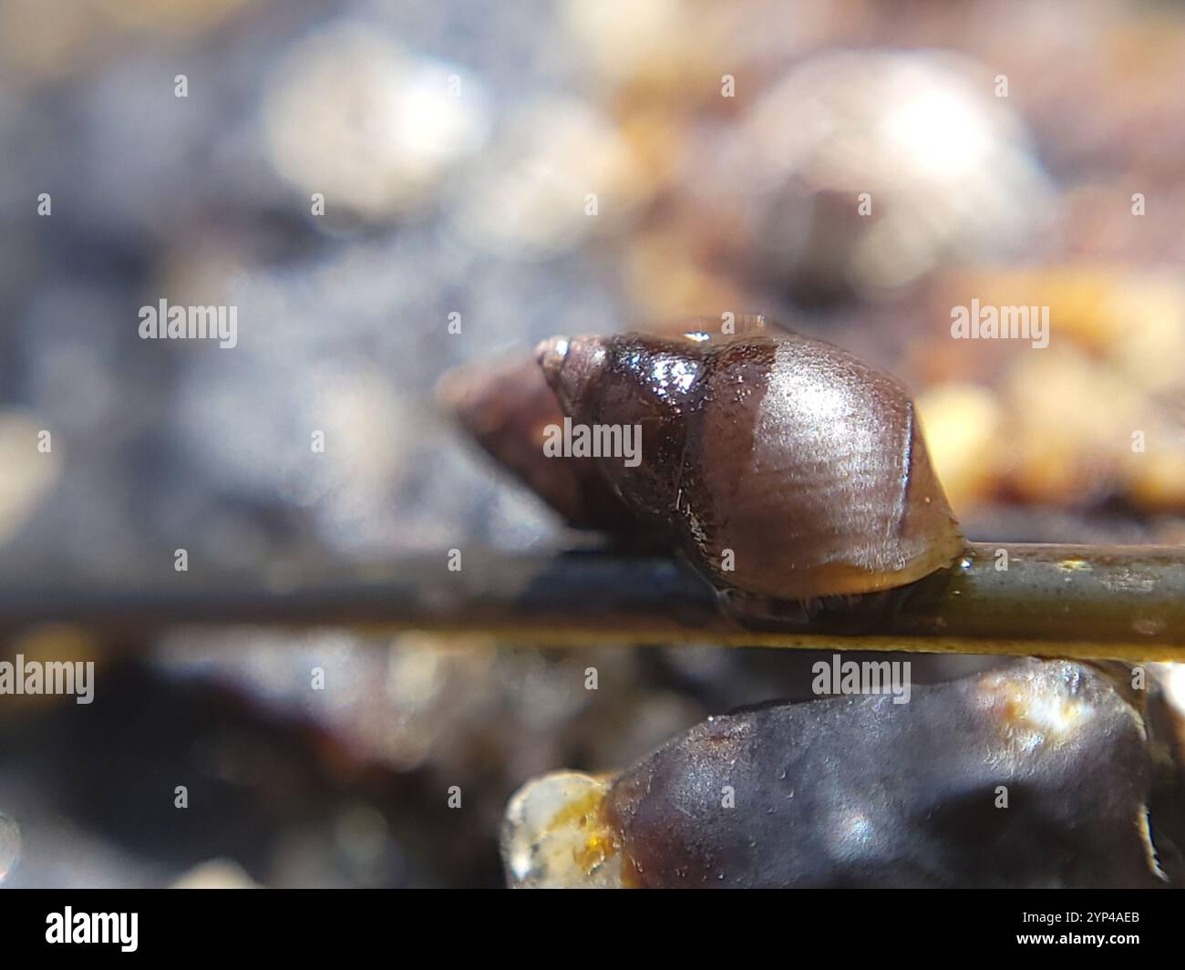 Lacuna Snails (Lacuna Stock Photo - Alamy