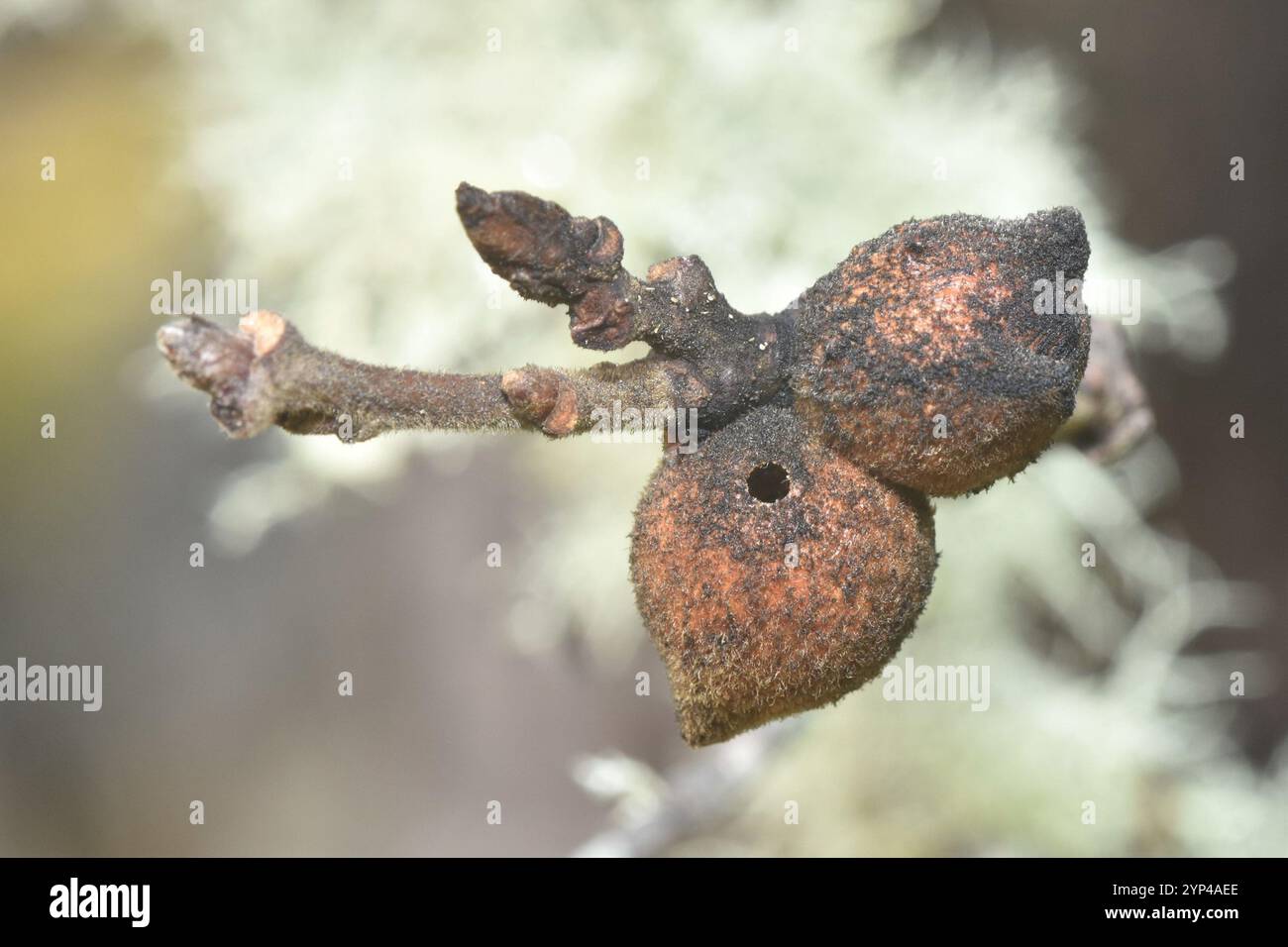 Dried Peach Gall Wasp (Disholcaspis simulata Stock Photo - Alamy
