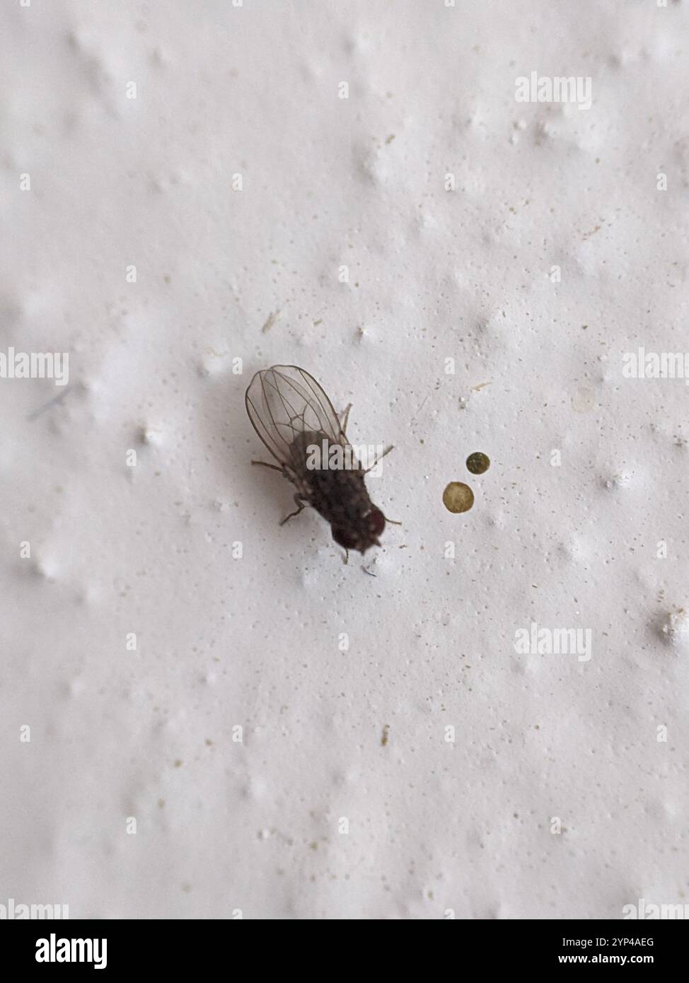 Drosophila repleta hi-res stock photography and images - Alamy