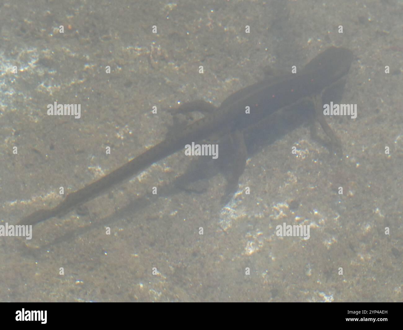 Eastern Newt (Notophthalmus viridescens Stock Photo - Alamy